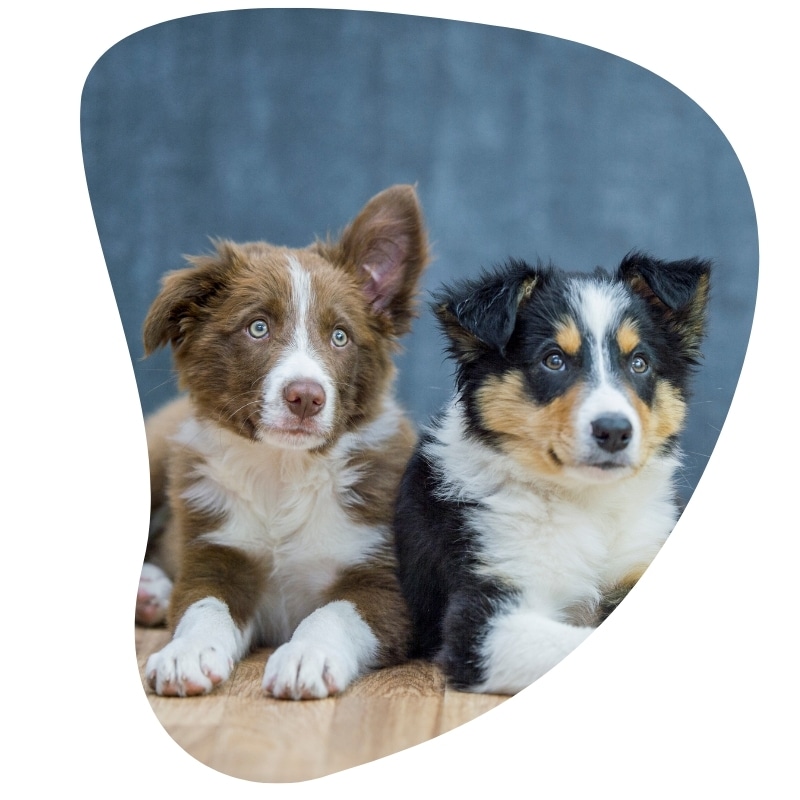 Dog Boarding Bollier QLD 4570 - The Mutts Nuts